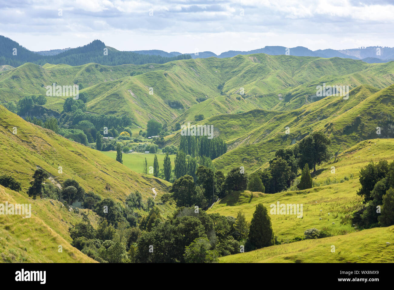 typical rural landscape in New Zealand Stock Photo - Alamy