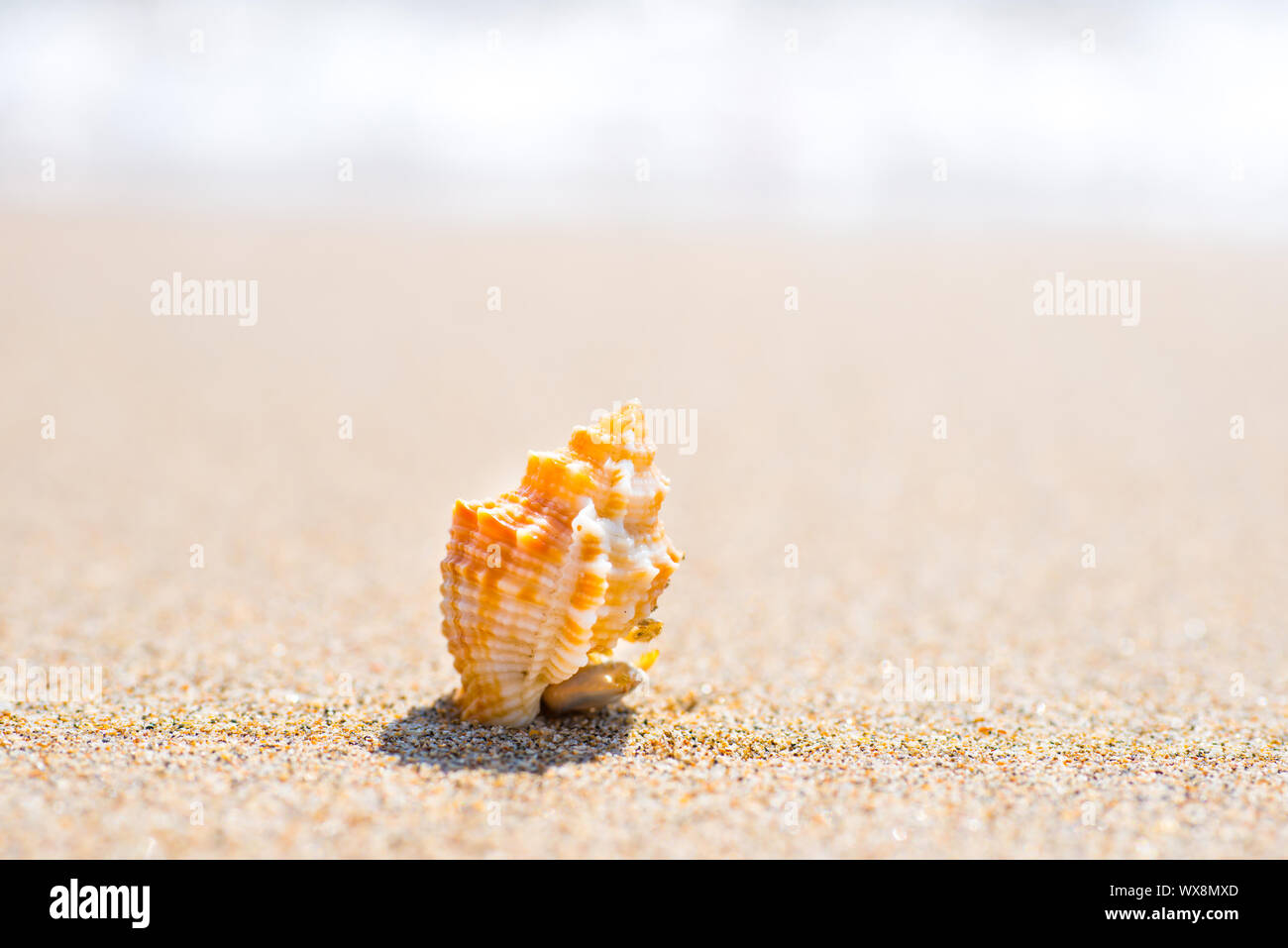 Macro shot of shell at sand beach Stock Photo - Alamy