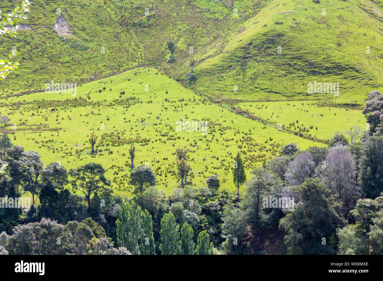 typical rural landscape in New Zealand Stock Photo - Alamy