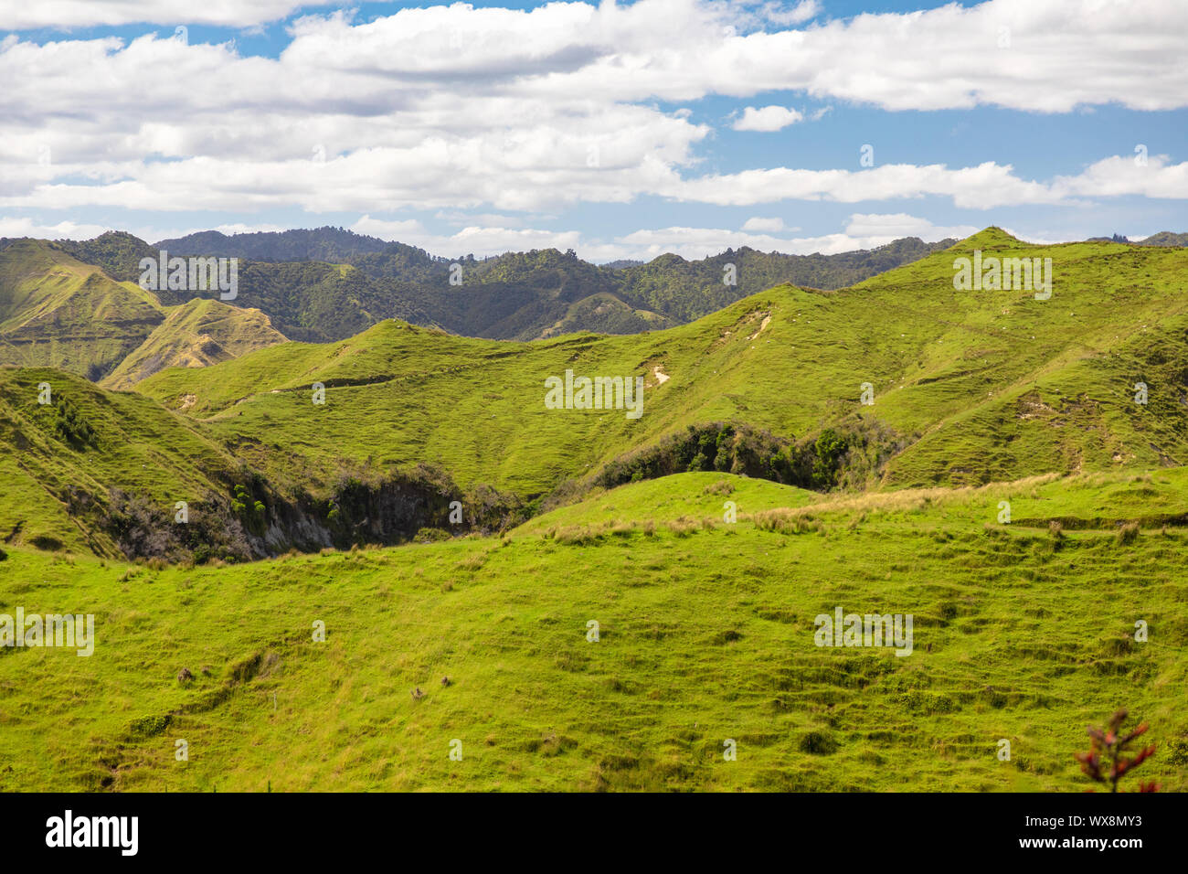 typical rural landscape in New Zealand Stock Photo - Alamy