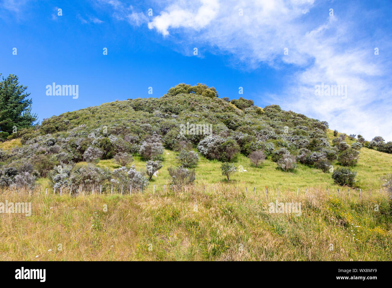 typical rural landscape in New Zealand Stock Photo - Alamy