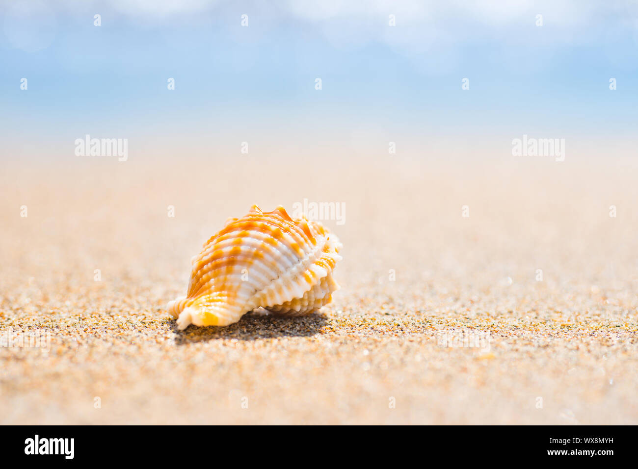 Macro shot of shell at sand beach Stock Photo - Alamy
