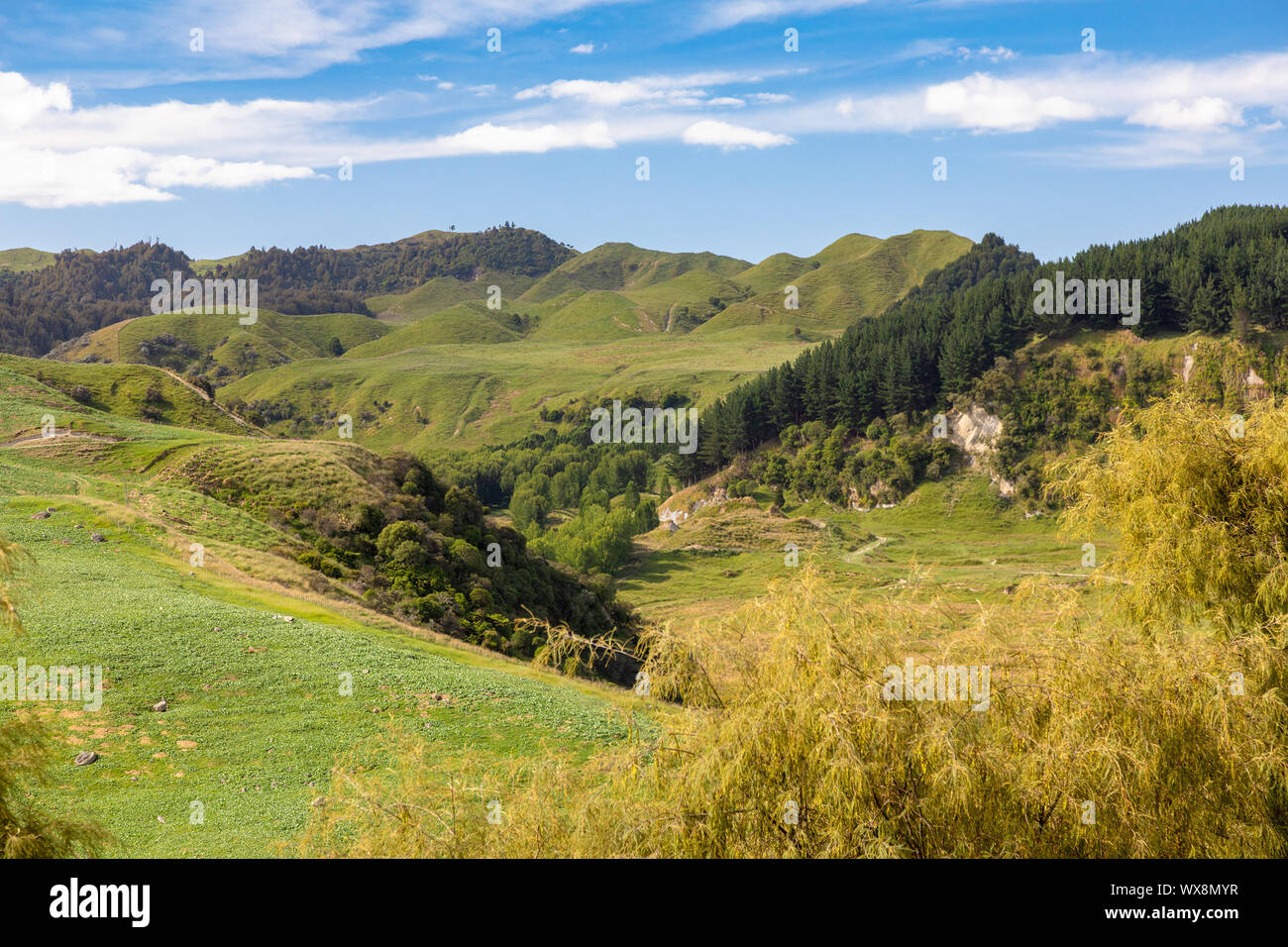 typical rural landscape in New Zealand Stock Photo - Alamy