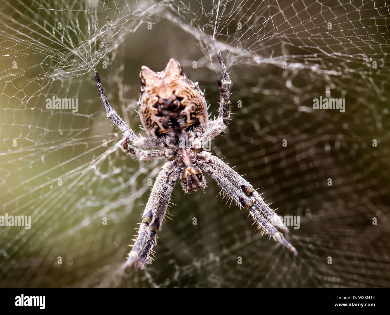 House spider water hi-res stock photography and images - Alamy