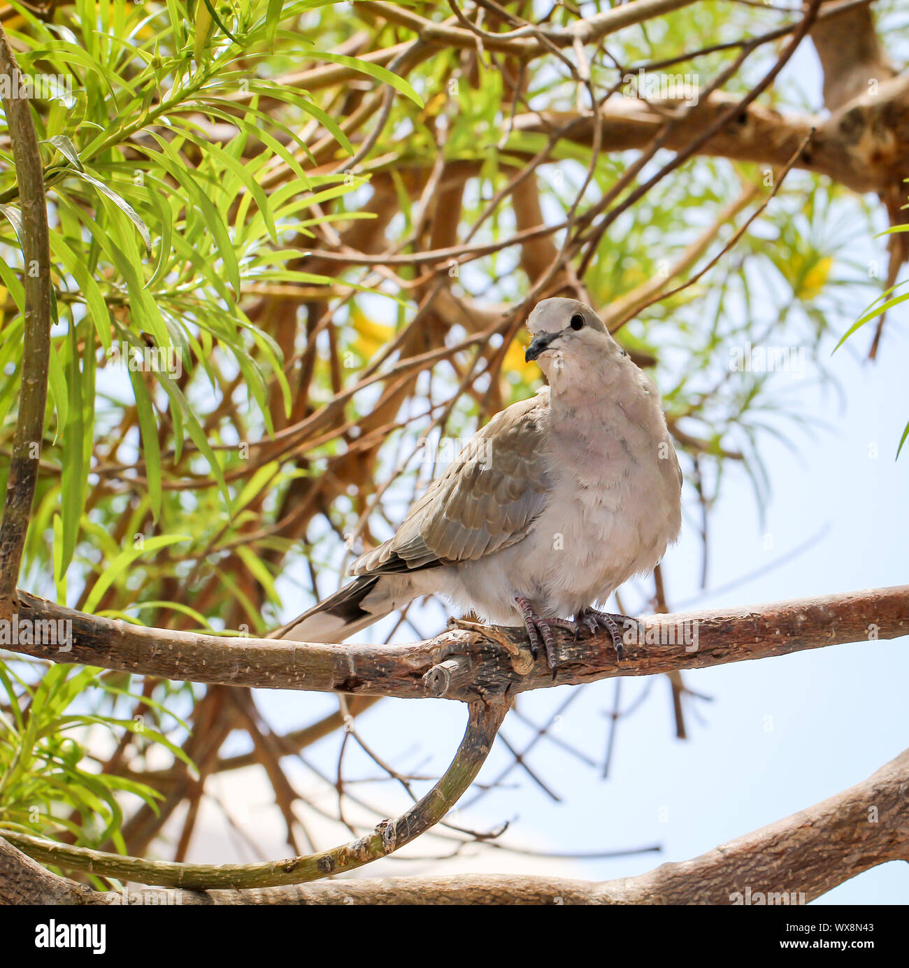 dove on a tree Stock Photo - Alamy