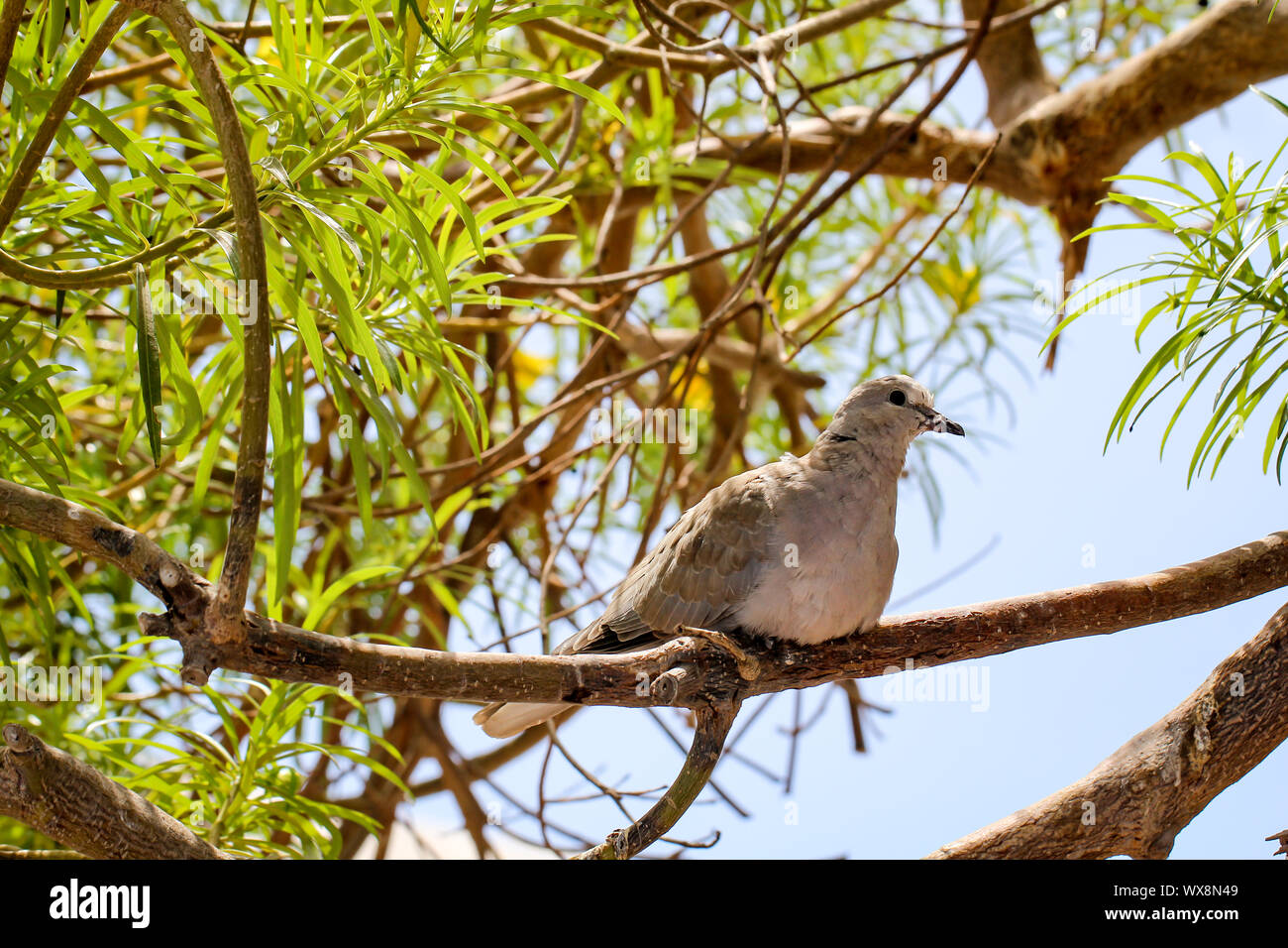 dove on a tree Stock Photo - Alamy