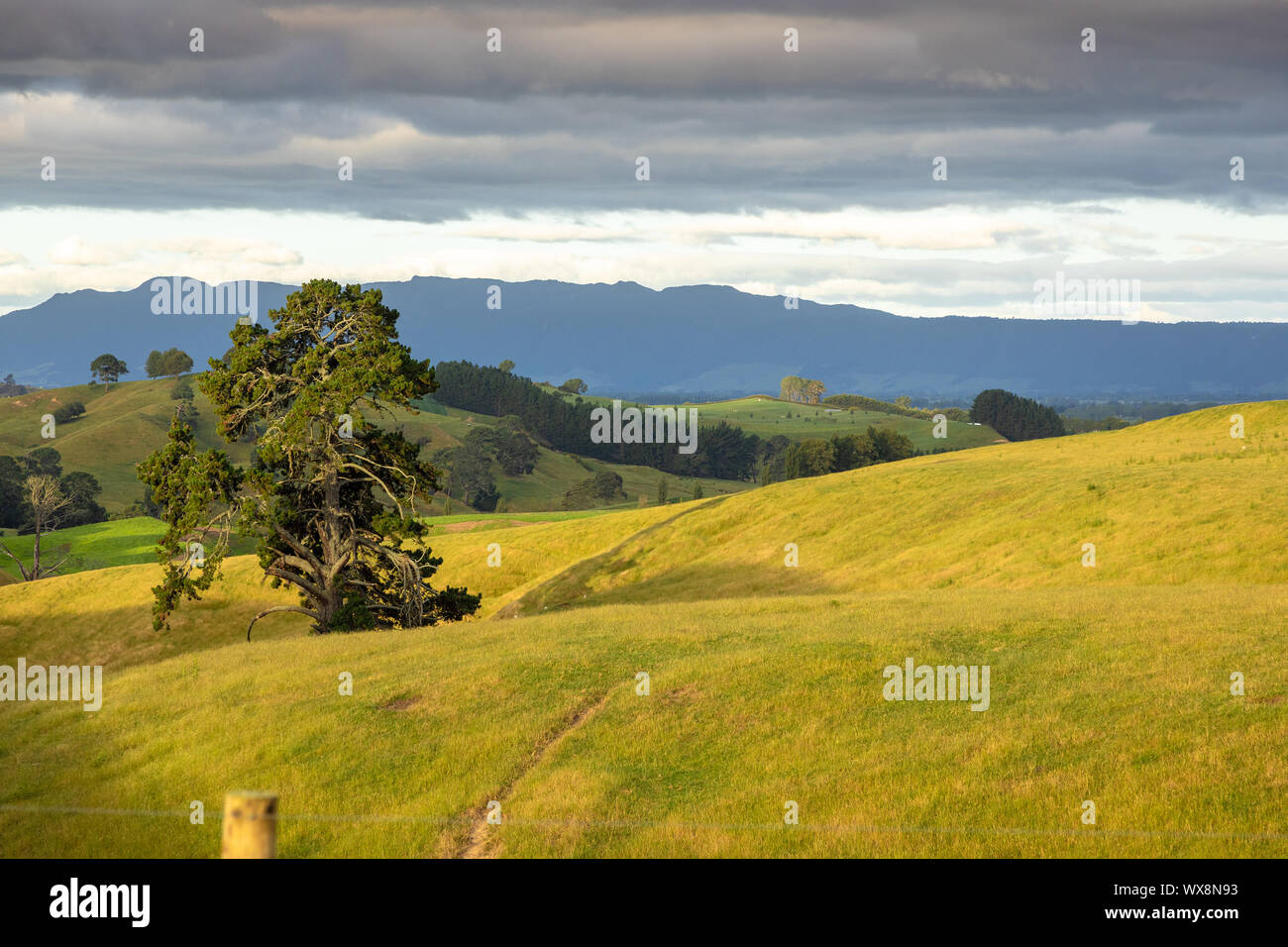 typical rural landscape in New Zealand Stock Photo - Alamy
