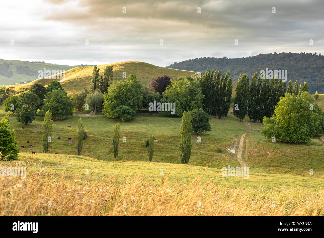 typical rural landscape in New Zealand Stock Photo - Alamy