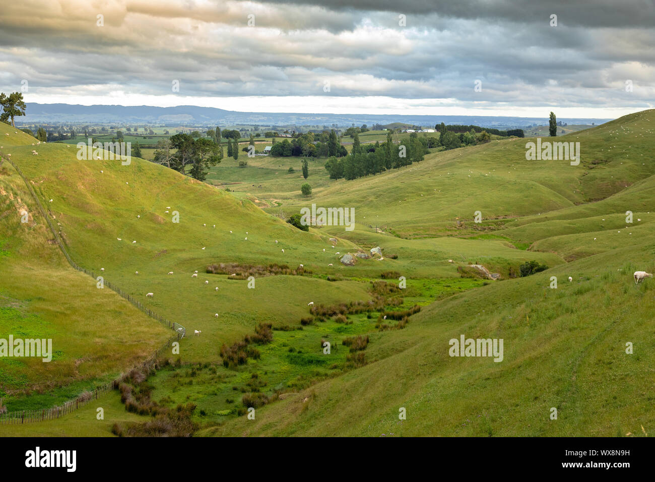 typical rural landscape in New Zealand Stock Photo - Alamy