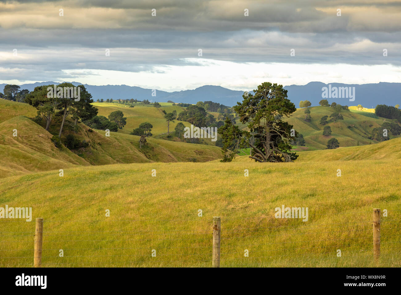 typical rural landscape in New Zealand Stock Photo - Alamy