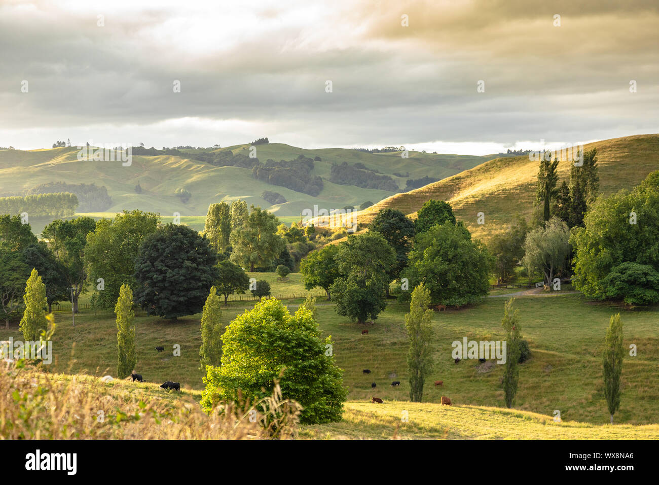 typical rural landscape in New Zealand Stock Photo - Alamy