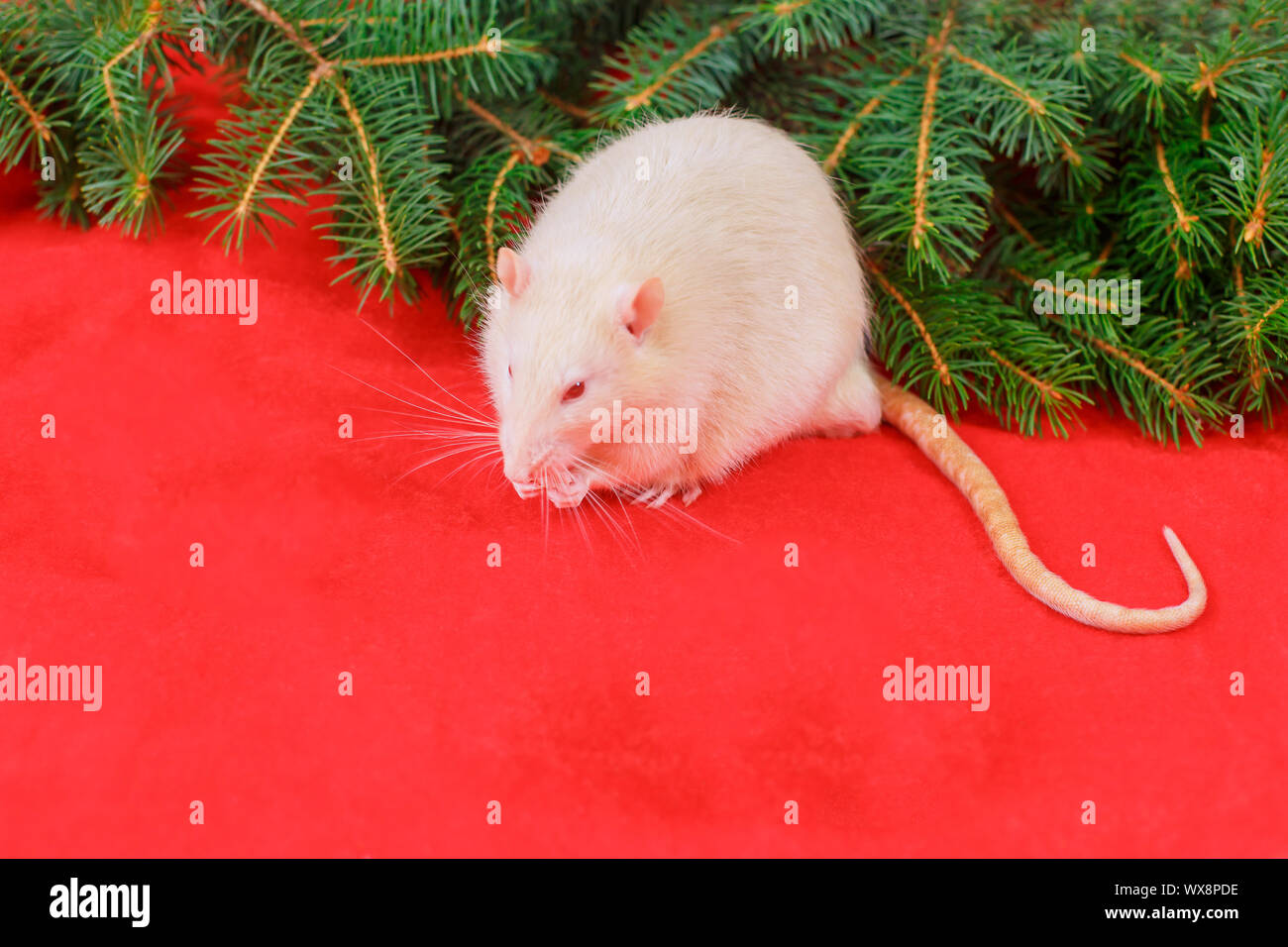 Cute white mouse cartoon hi-res stock photography and images - Alamy