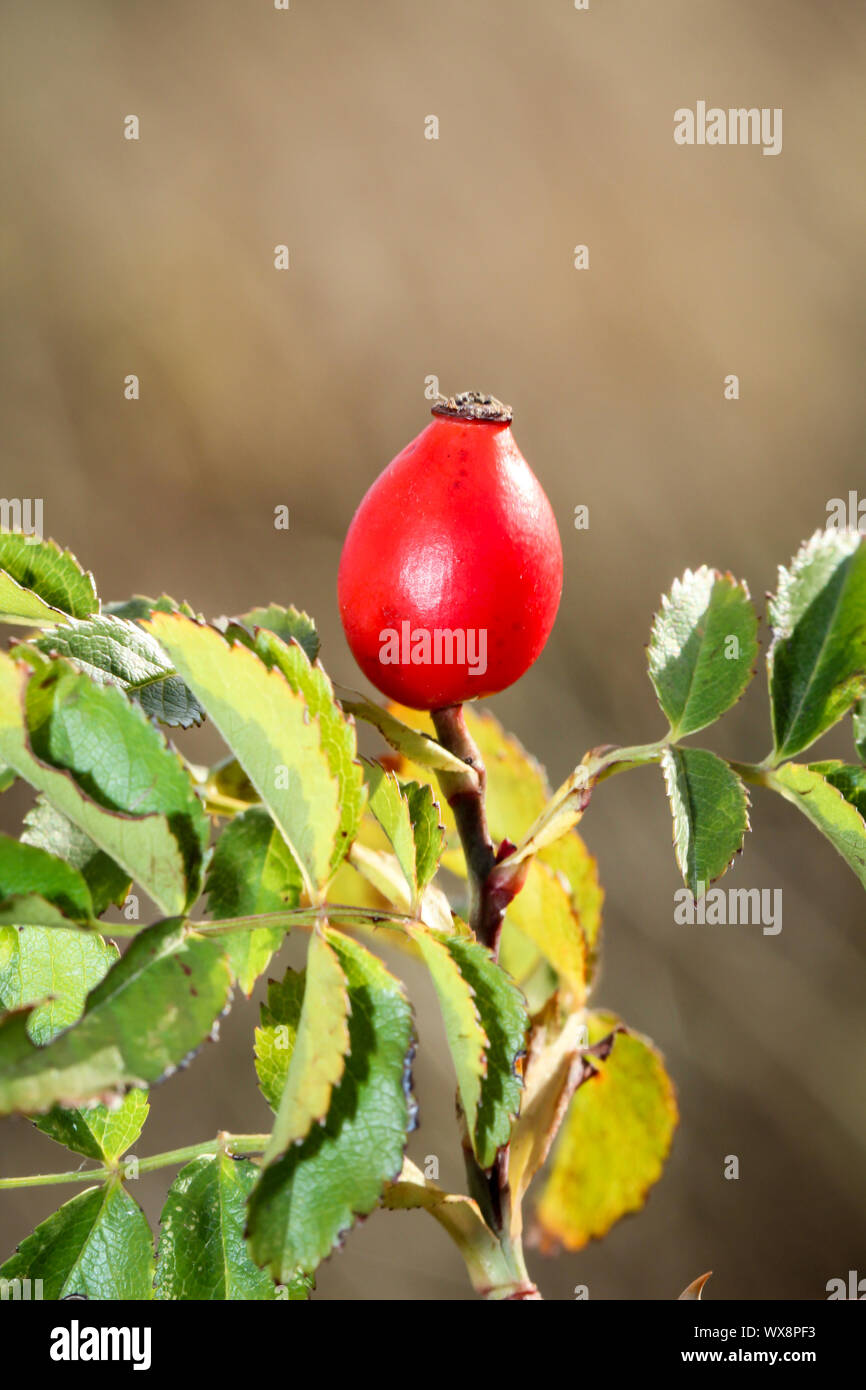 Rosehip on shrub, red fruit Stock Photo - Alamy