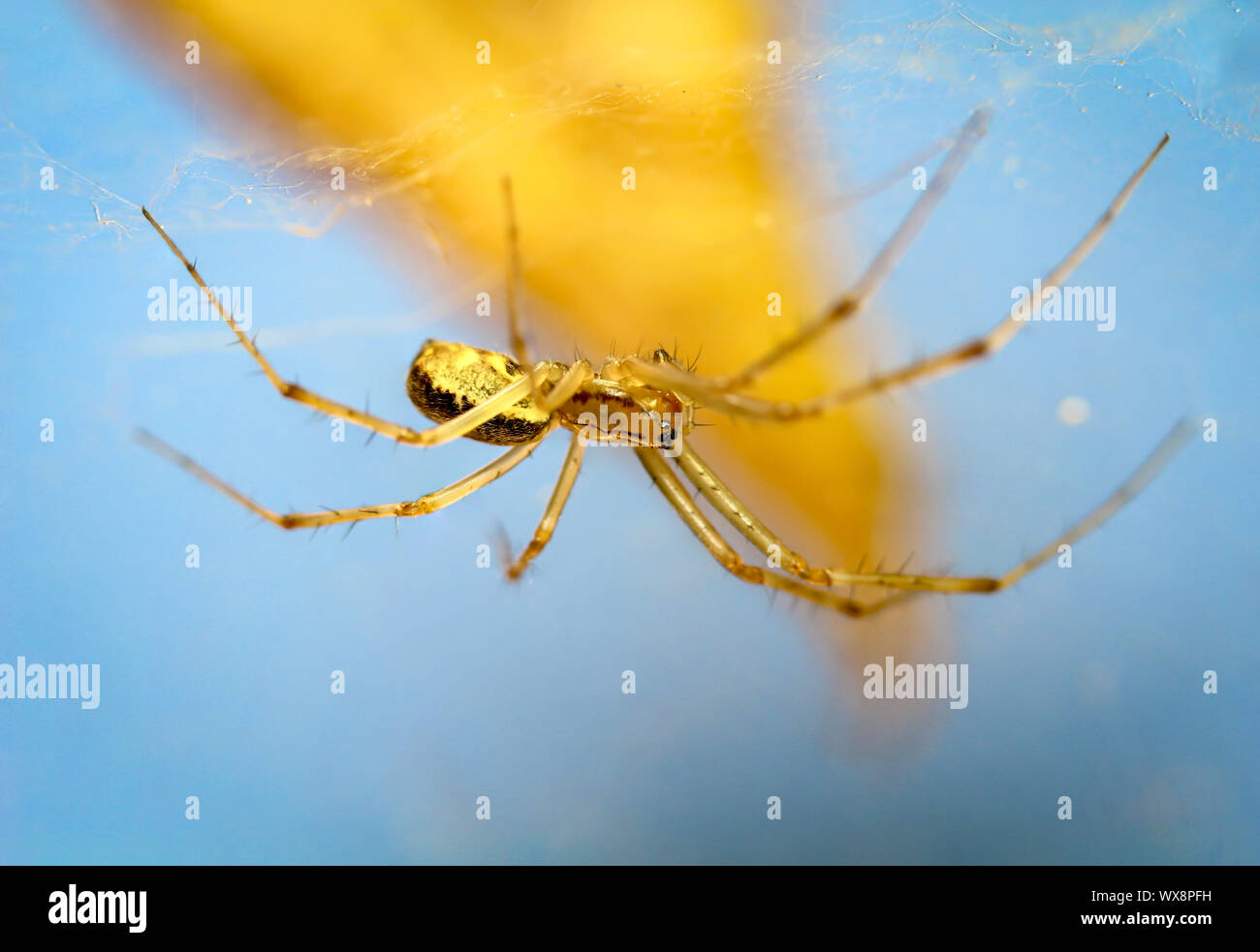 House spider water hi-res stock photography and images - Alamy