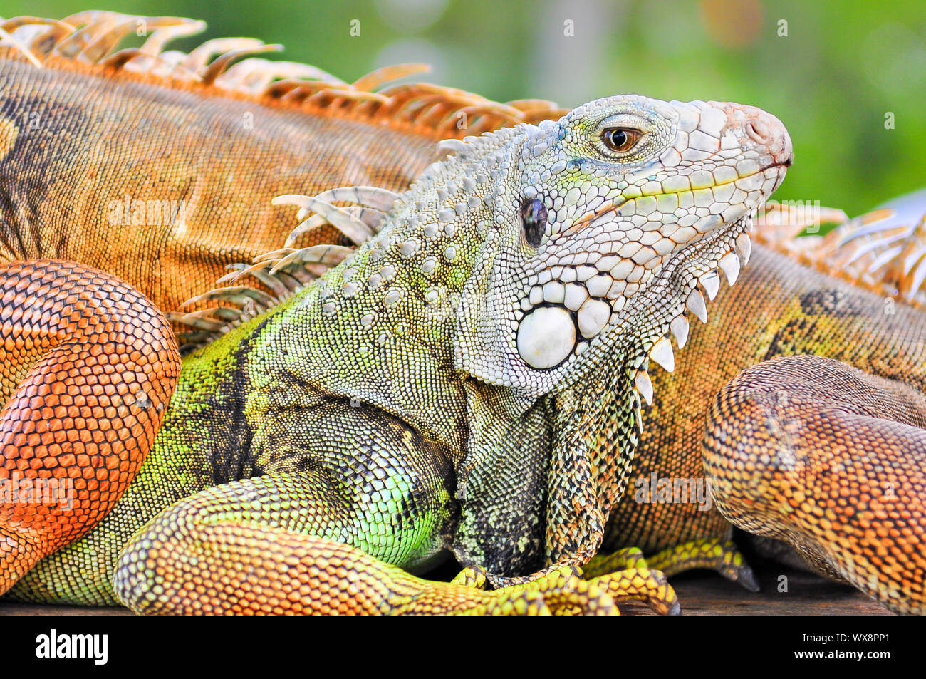 Colorful lizard close up detail, Bali, Indonesia Stock Photo - Alamy