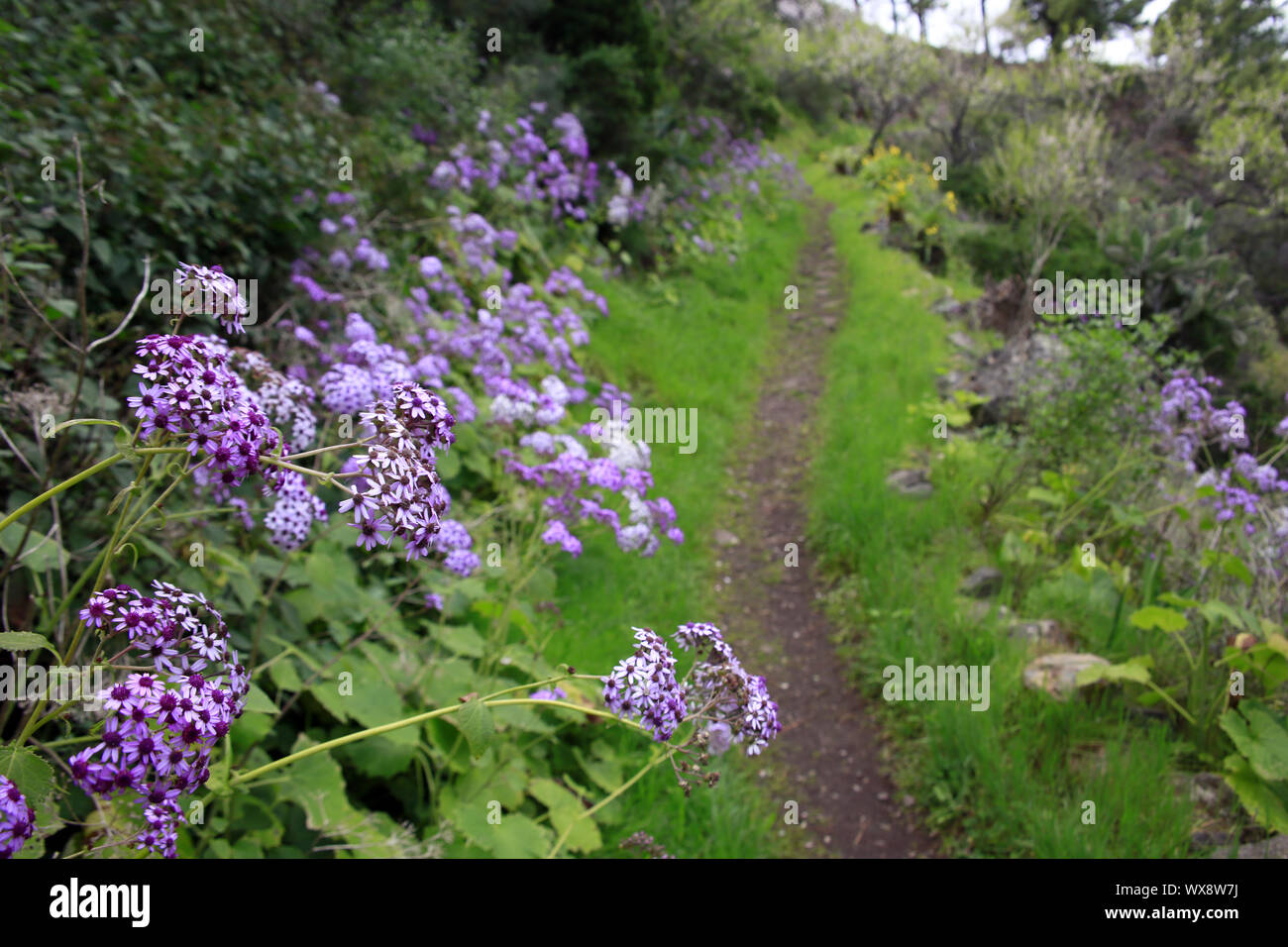 Papery cineraria (Pericallis papyracea), endemic to La Palma - hike at ...