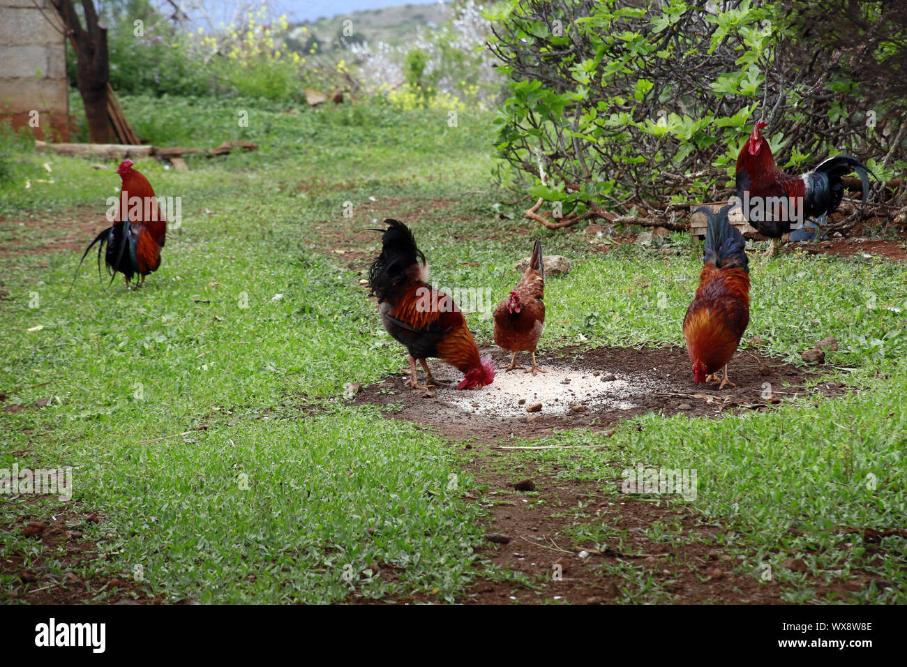 Pet animal roaming free hi-res stock photography and images - Alamy