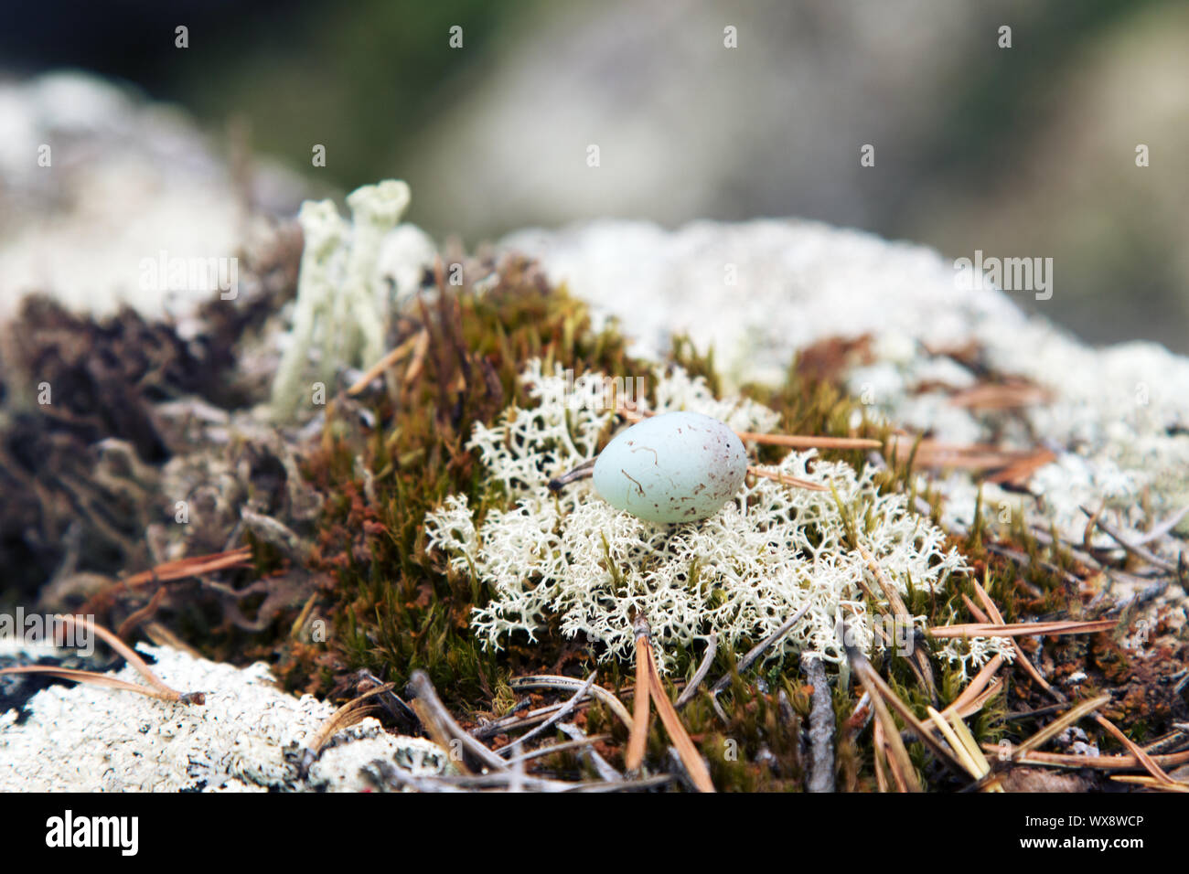 Natural composition - moss and egg Stock Photo - Alamy