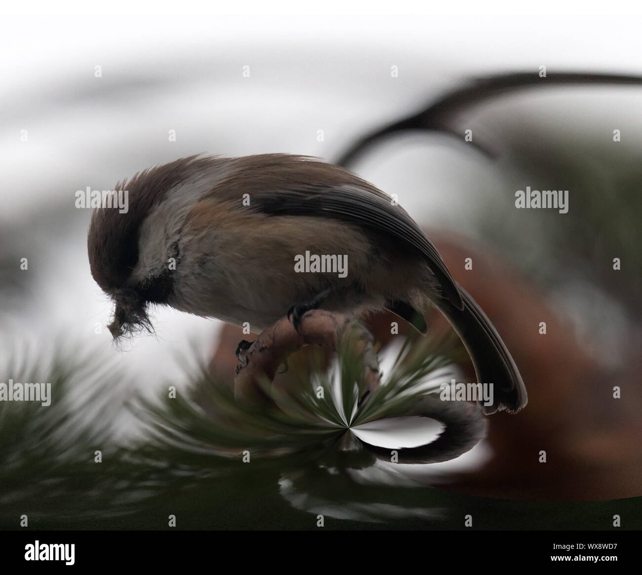 Spring, a bird builds a nest. Filter used Stock Photo - Alamy