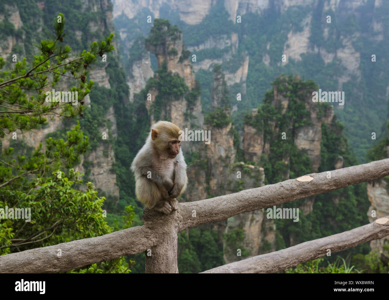Monkey in Tianzi Avatar mountains nature park - Wulingyuan China Stock ...