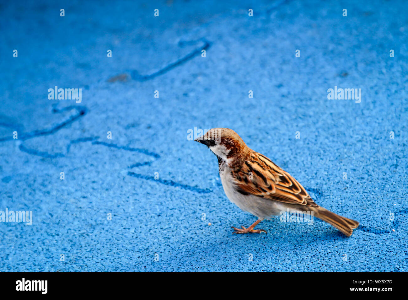 Portrait of a sparrow Stock Photo - Alamy