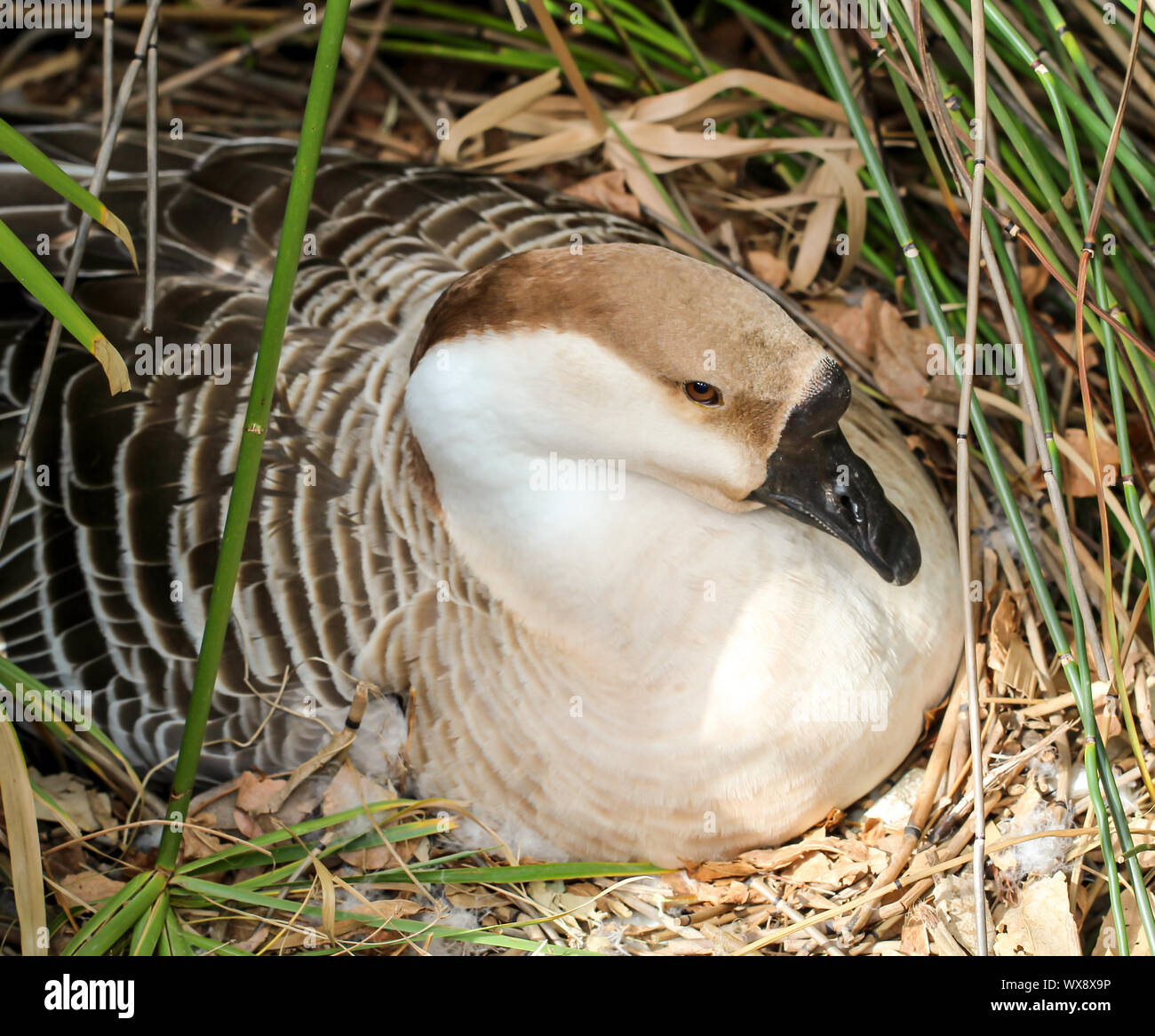 Creeping bird hi-res stock photography and images - Alamy