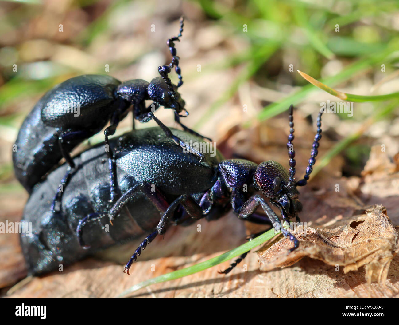 Black and blue oil beetle hi-res stock photography and images - Alamy