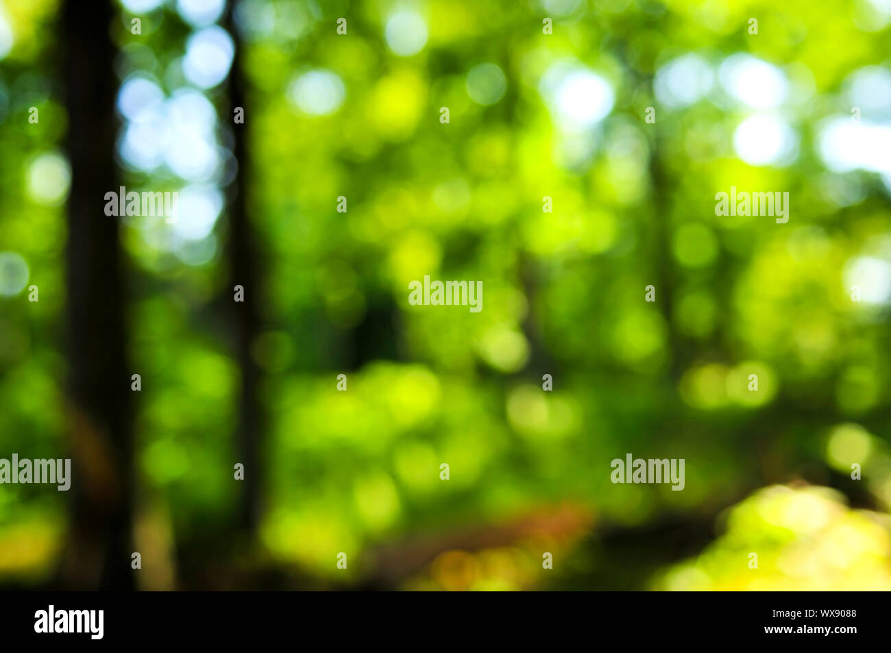 Green natural background of out of focus forest or bokeh Stock Photo ...