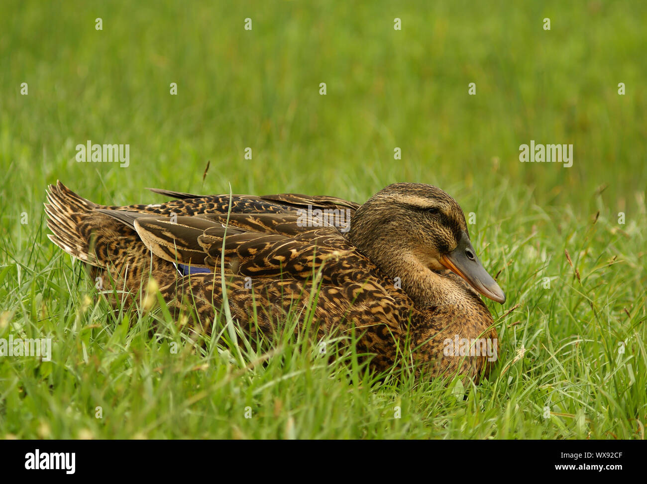clos up shot of wild female duck in green grass Stock Photo - Alamy