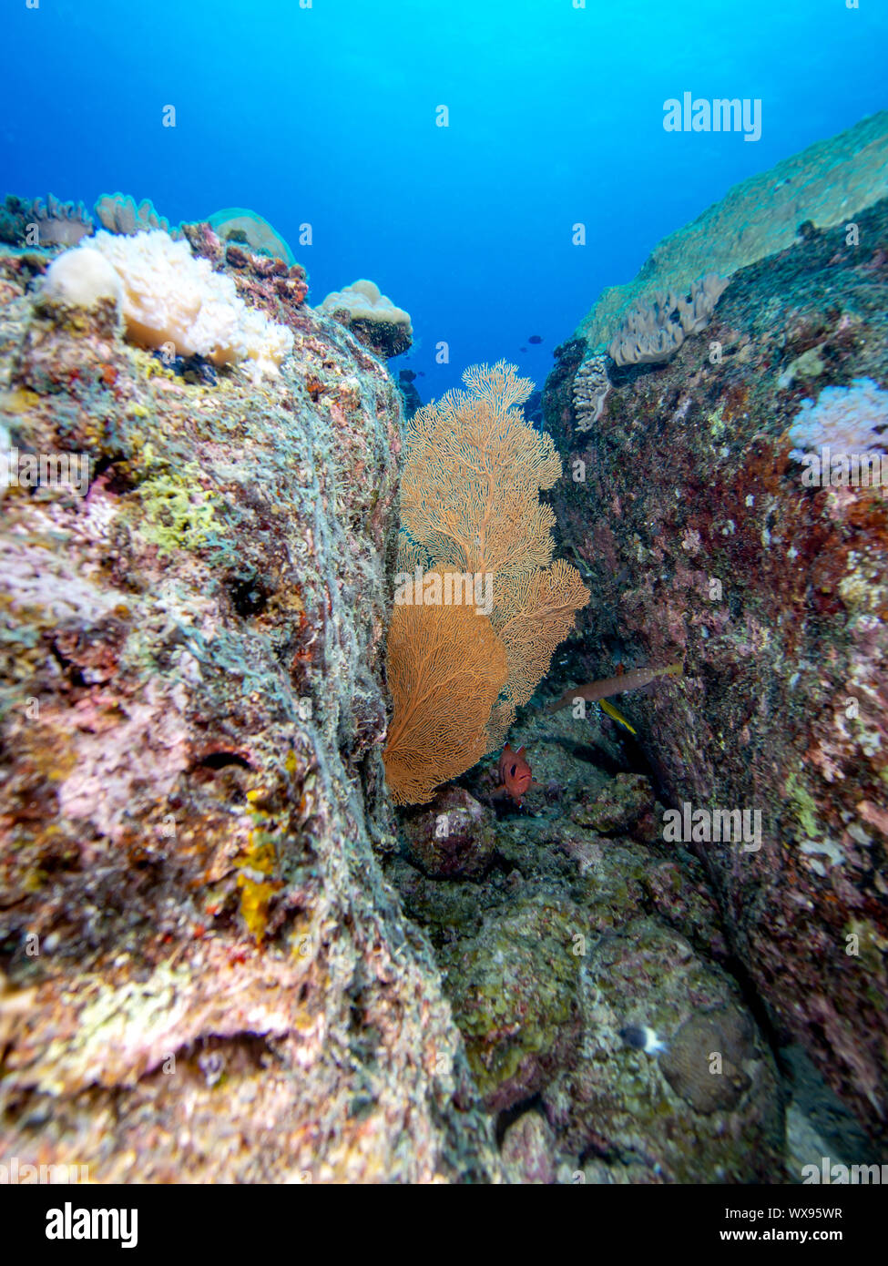 Mauritius coral reef hi-res stock photography and images - Alamy