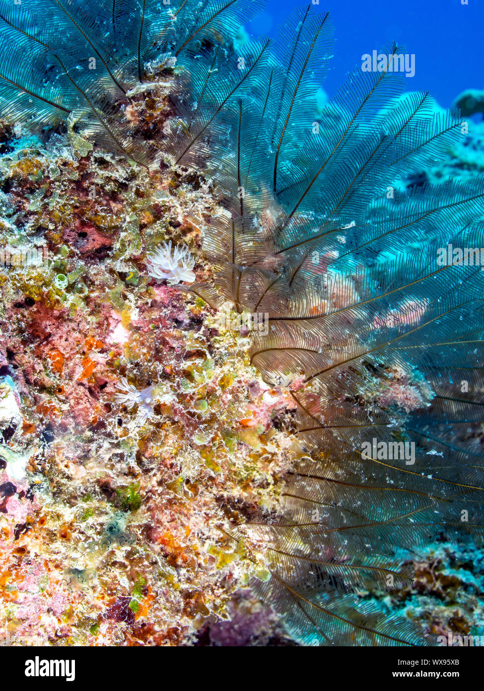 Stars animal hi-res stock photography and images - Alamy