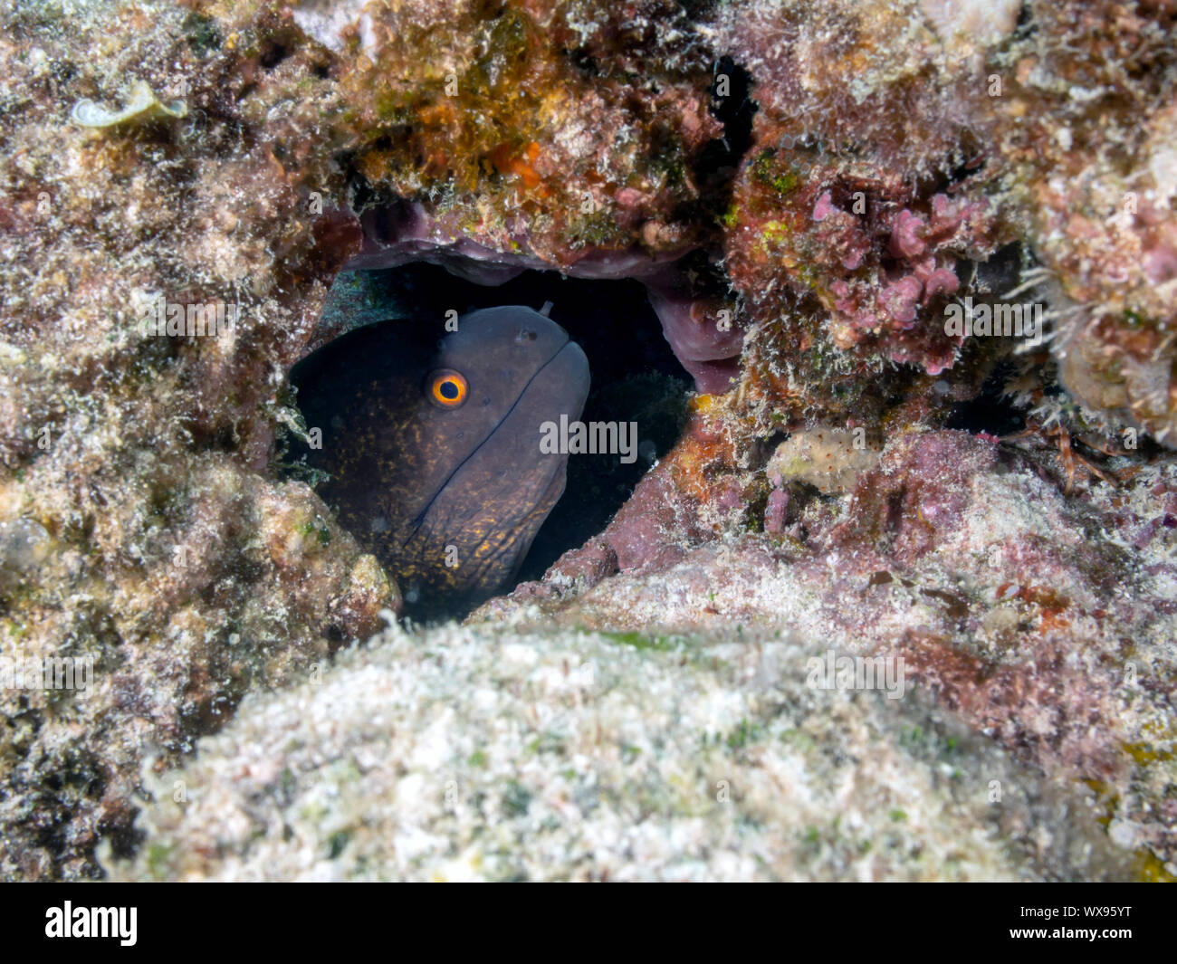 Yellow edged moray hi-res stock photography and images - Alamy