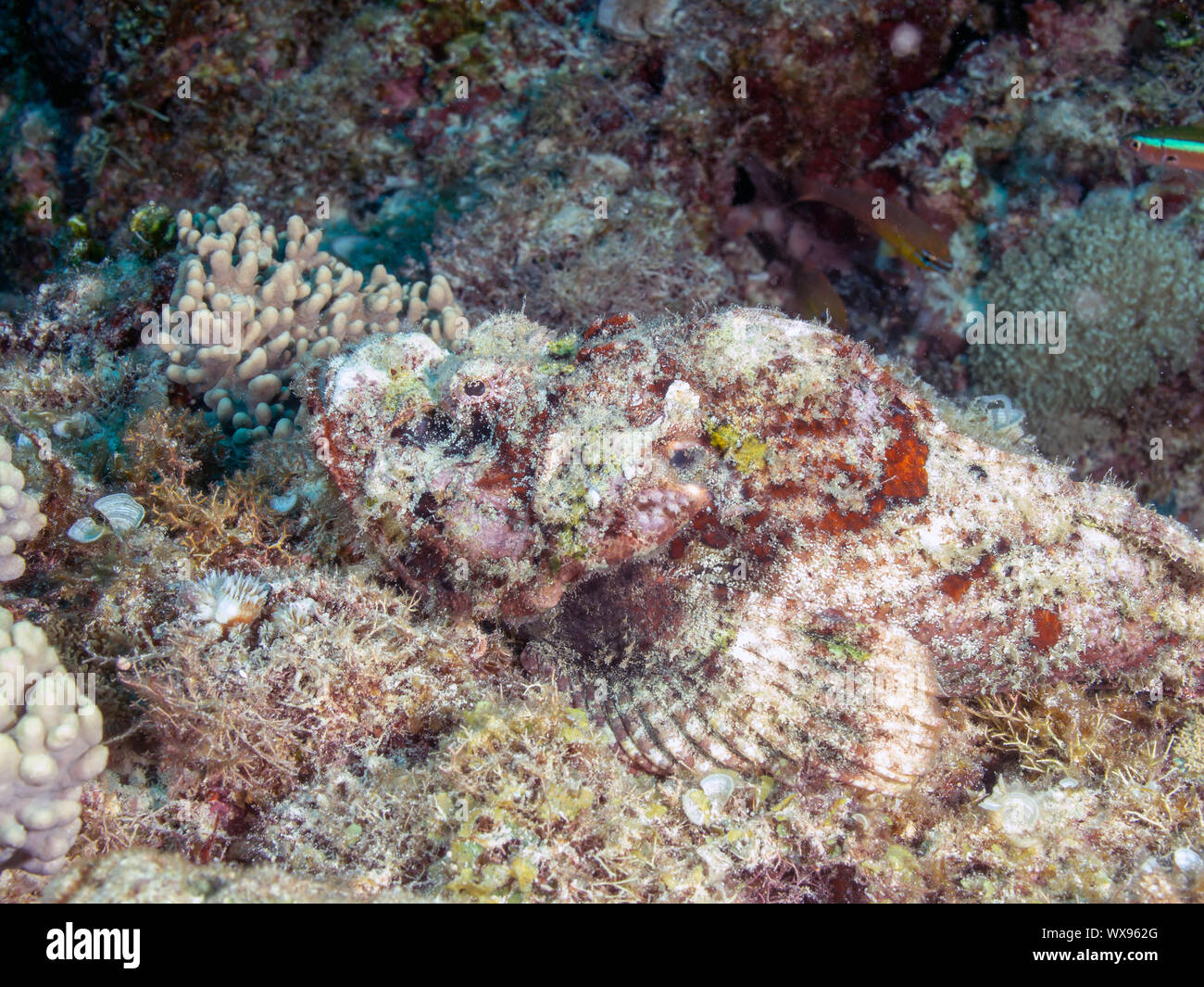 Humpbacked hi-res stock photography and images - Alamy