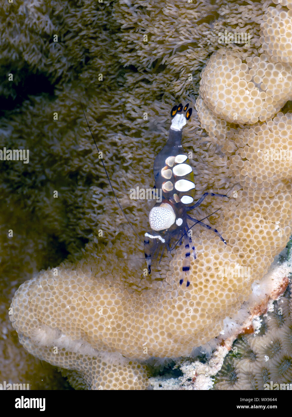 Peacocktail Anemone Shrimp Stock Photo - Alamy