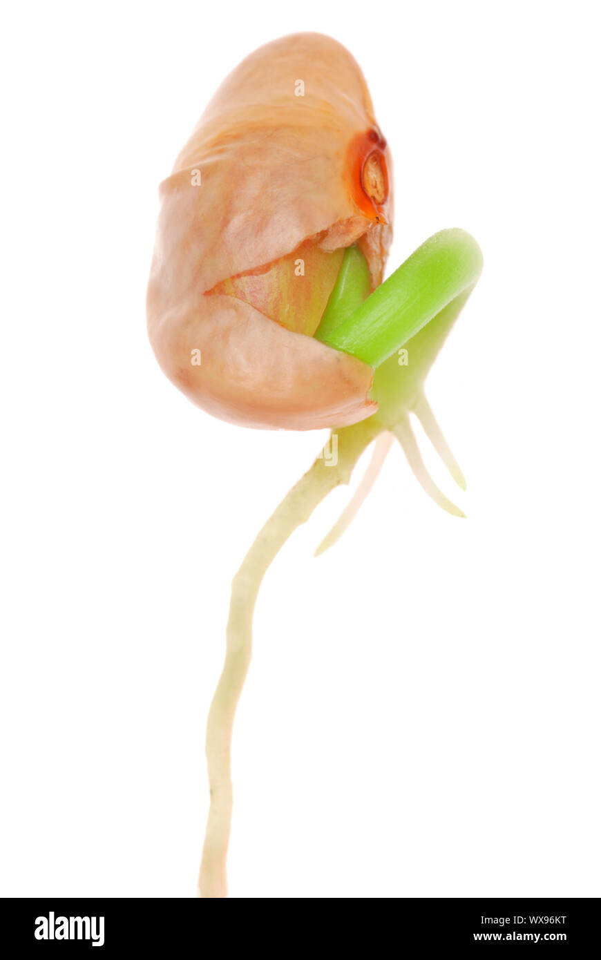 String bean sprout close-up isolated on white background Stock Photo ...