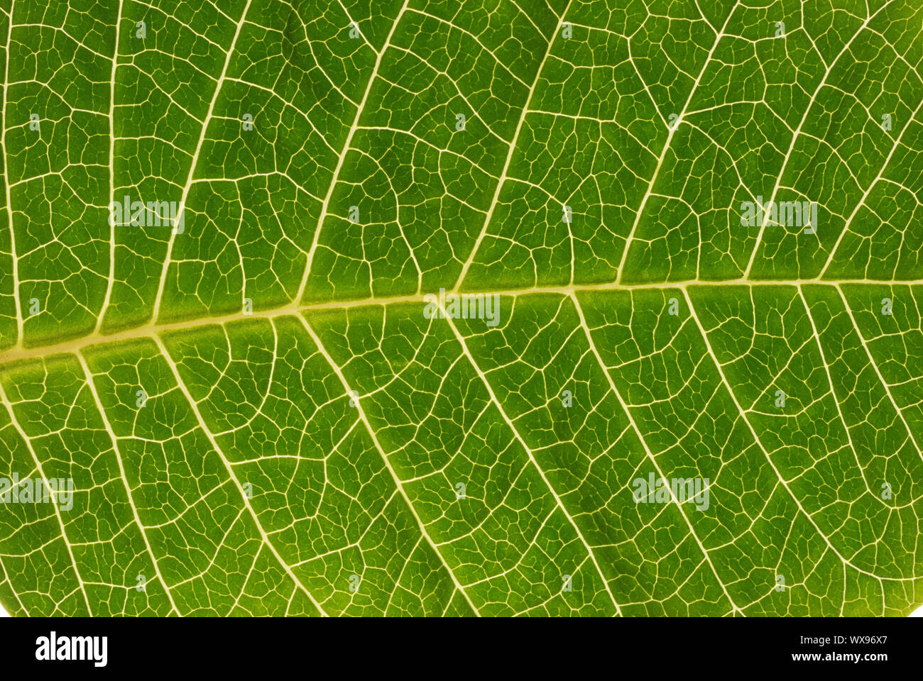 Leaf texture close up background Stock Photo - Alamy