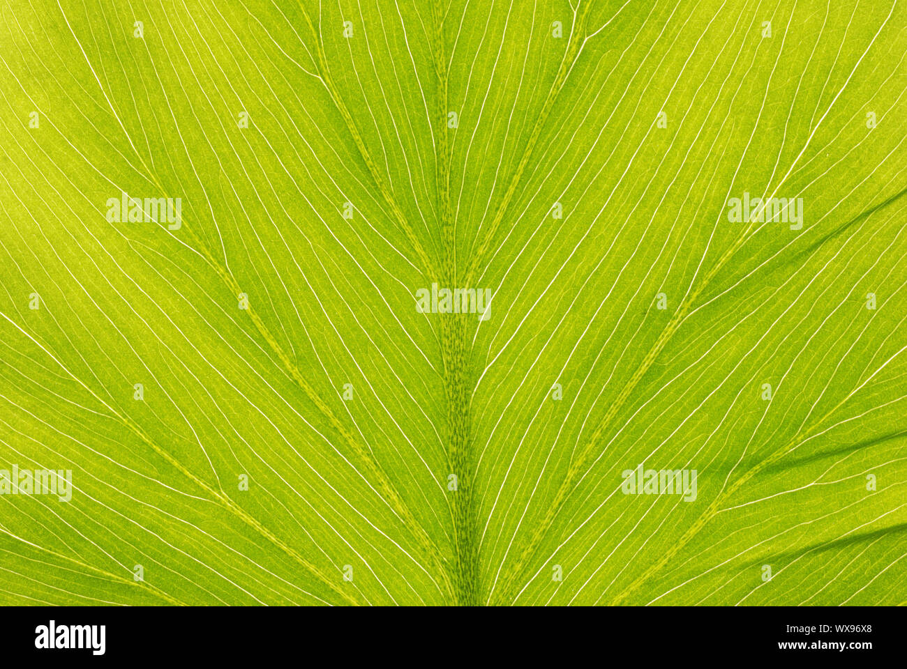 Leaf texture close up background Stock Photo - Alamy