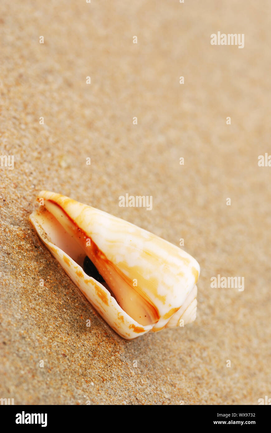 Shell in the beach sand Stock Photo - Alamy
