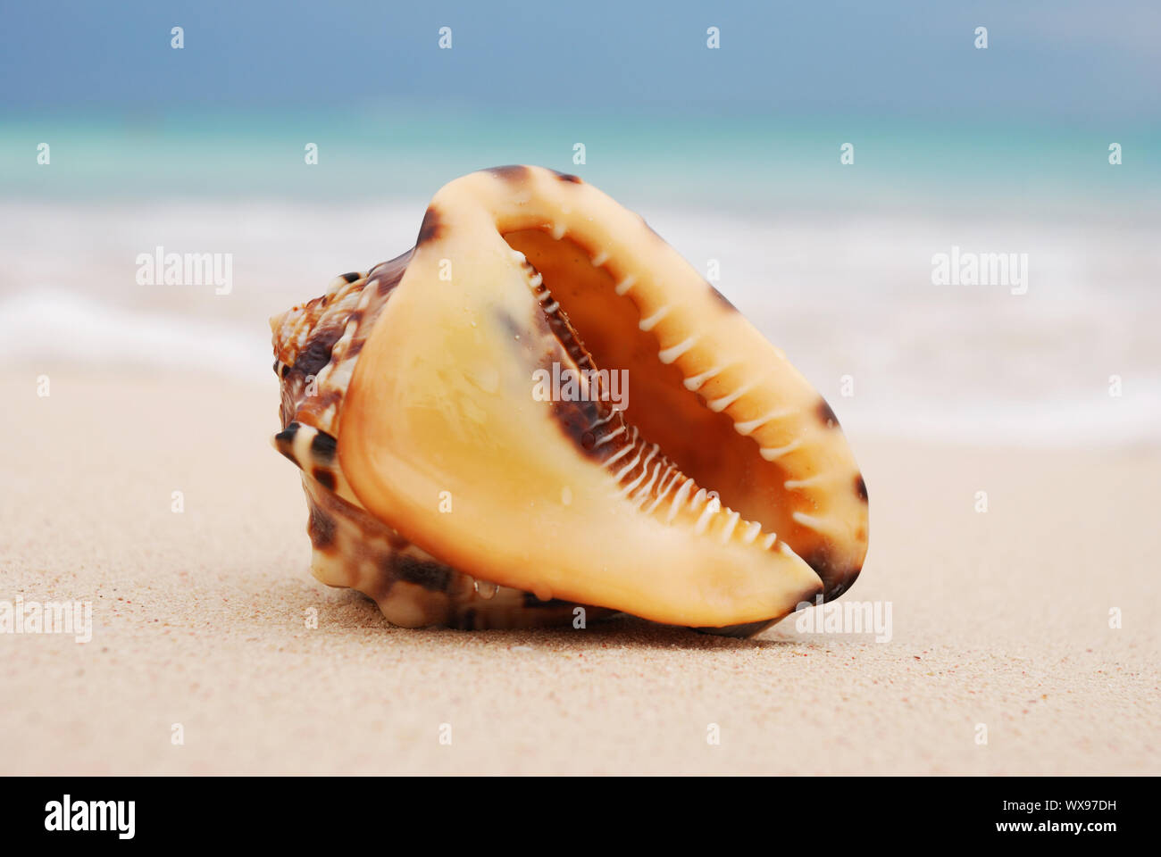Shell on caribbean beach in Dominican Republic Stock Photo - Alamy