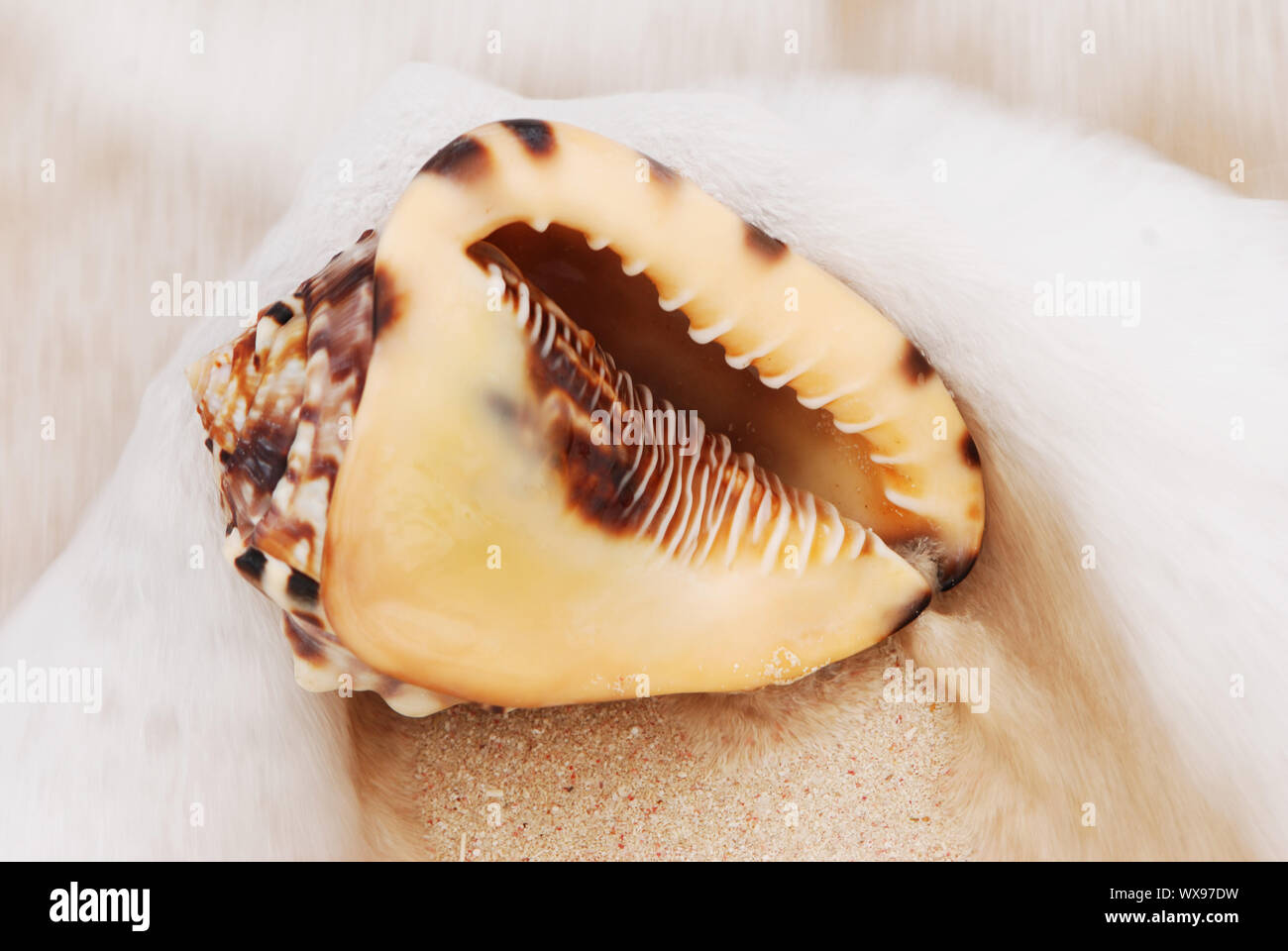 Shell on caribbean beach in Dominican Republic Stock Photo - Alamy