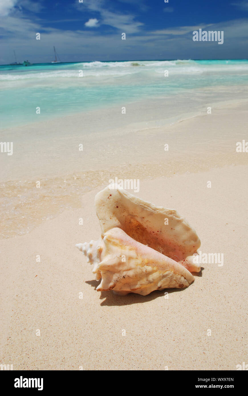 Shell on caribbean beach in Dominican Republic Stock Photo - Alamy