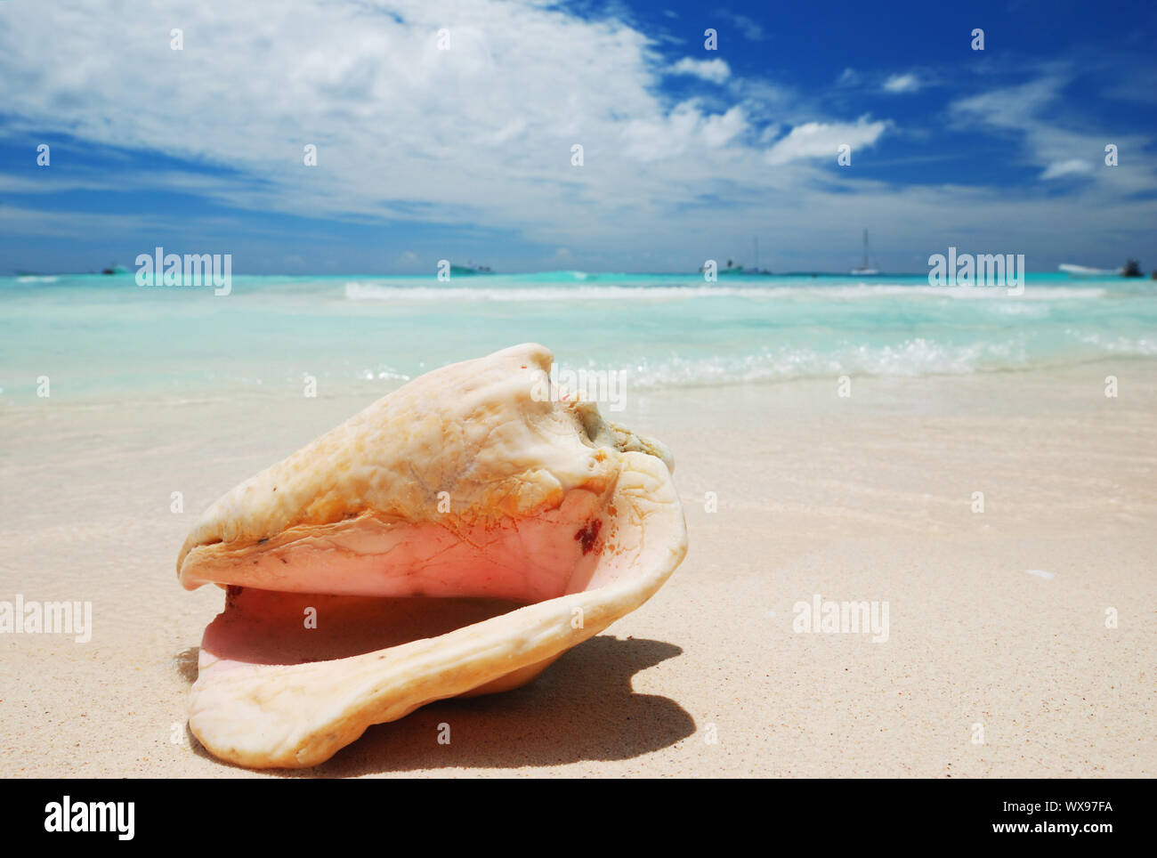 Shell on caribbean beach in Dominican Republic Stock Photo - Alamy
