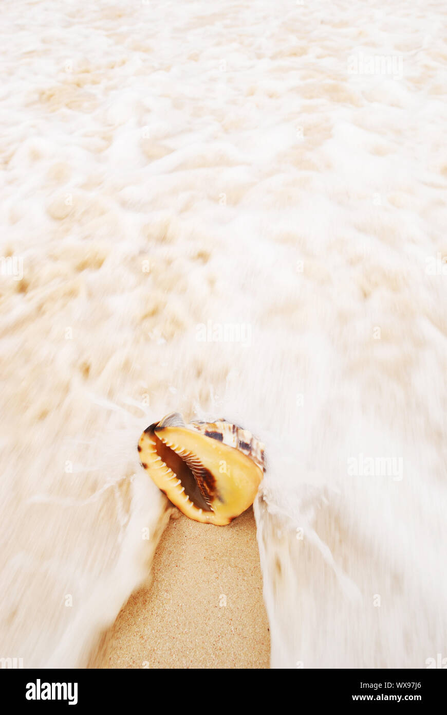 Shell on caribbean beach in Dominican Republic. A little bit blurred ...