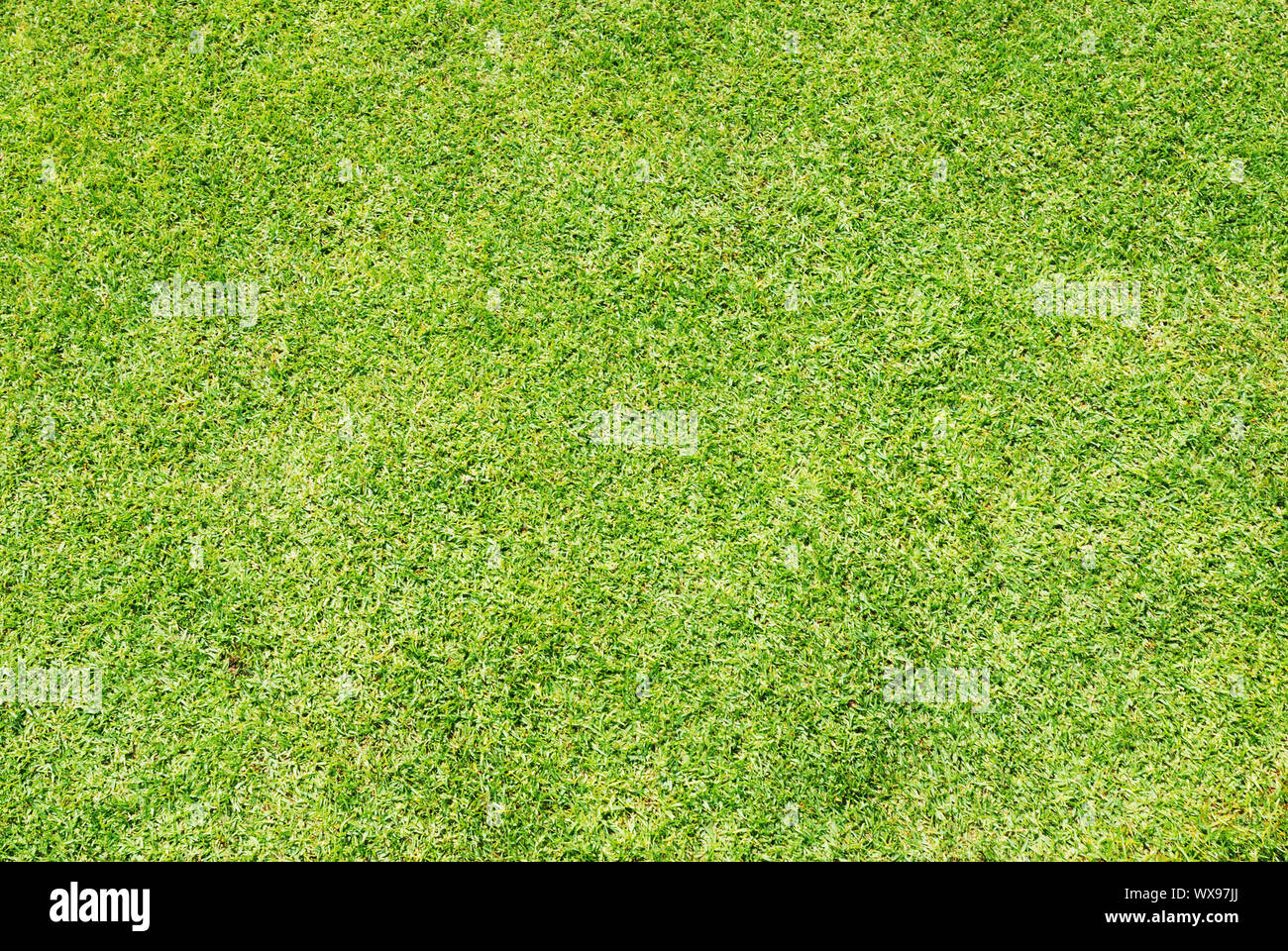 Green grass background (Golf field Stock Photo - Alamy