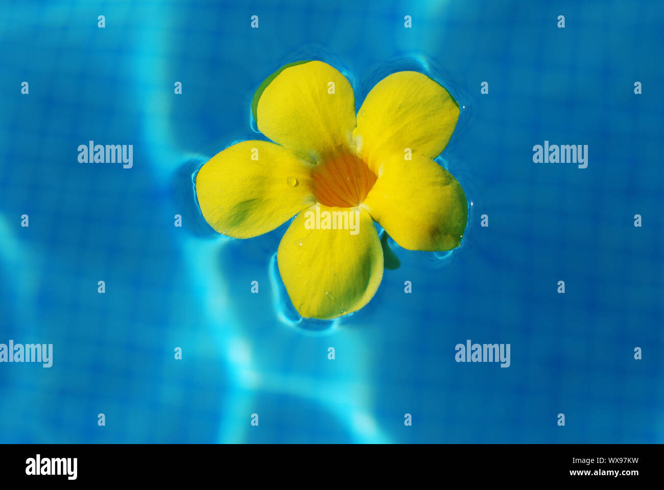 Tropical flower in swimming pool Stock Photo - Alamy