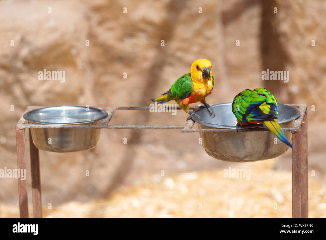 A colorful jenday conure sitting on a tree branch Stock Photo - Alamy