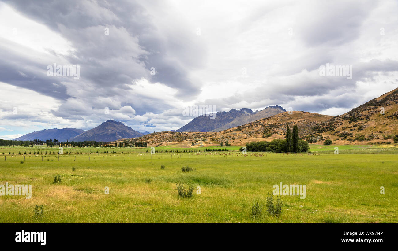 Deer Farming New Zealand High Resolution Stock Photography and Images ...