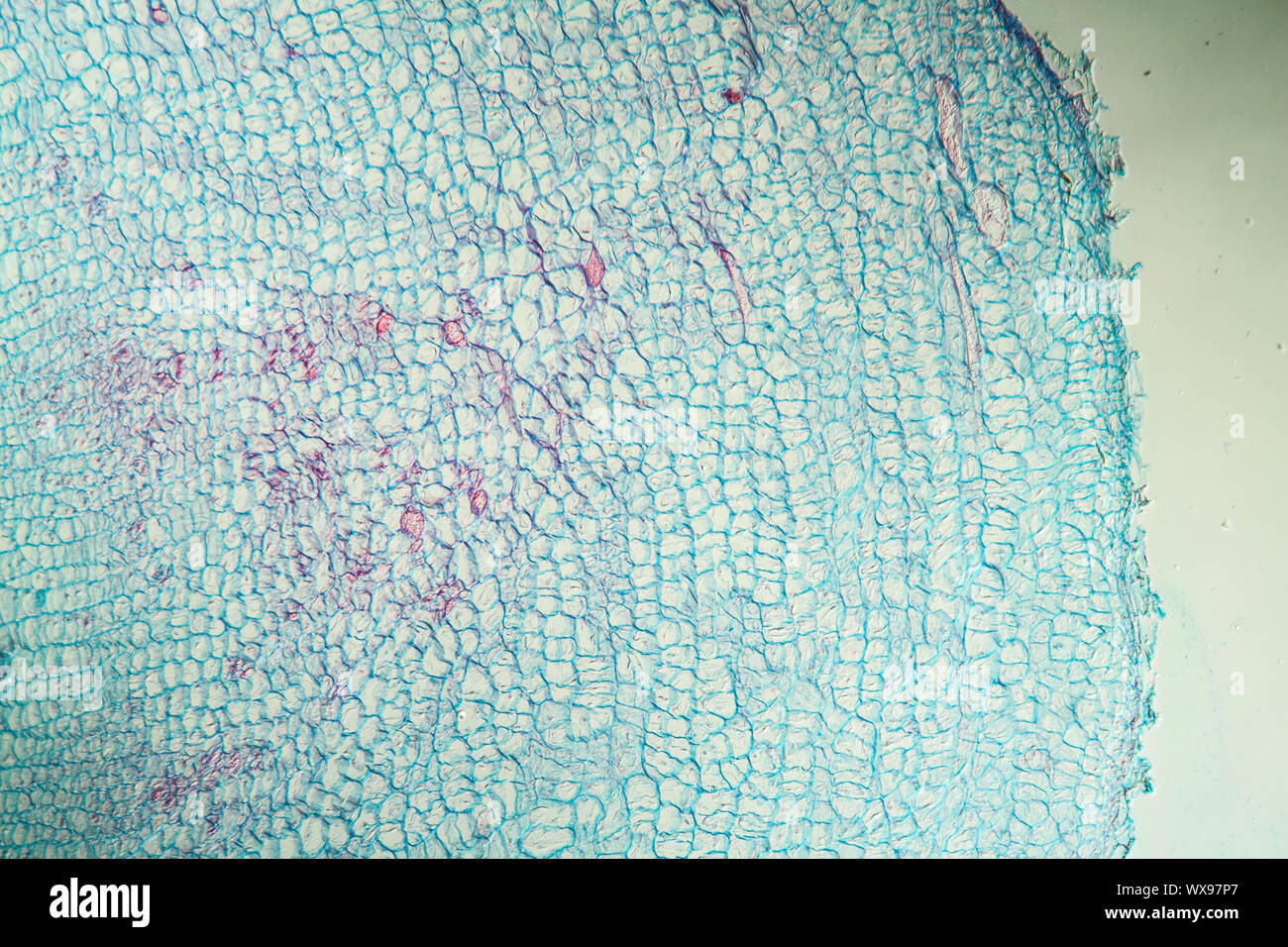 Radish root across 100x Stock Photo - Alamy