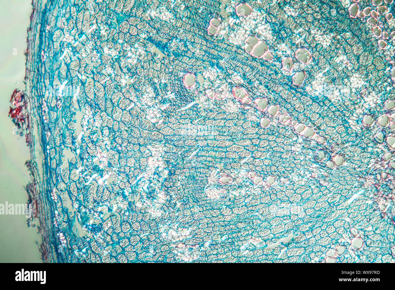 Alfalfa root across 100x Stock Photo - Alamy