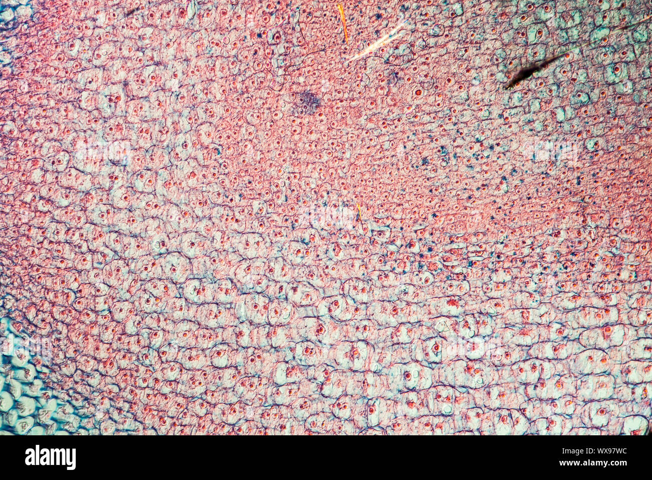 Root tip cells hi-res stock photography and images - Alamy